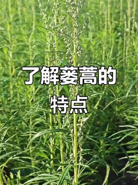 蒌蒿图片长什么样_蒌蒿和艾草怎么区分-第3张图片-山城妙识