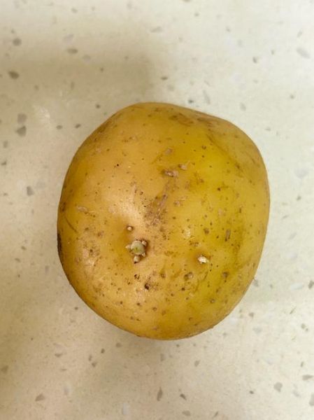 土豆刚冒一点芽能吃吗_土豆发芽怎么处理-第3张图片-山城妙识