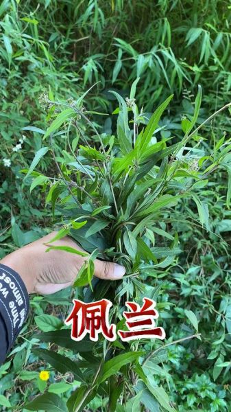 佩兰的功效与作用是什么_佩兰主治哪些疾病-第1张图片-山城妙识