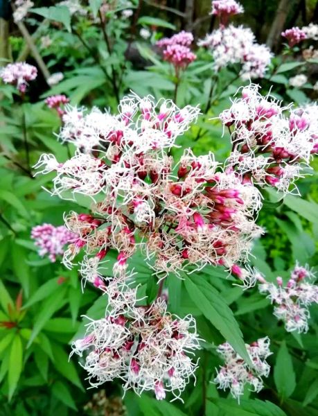 佩兰的功效与作用是什么_佩兰主治哪些疾病-第3张图片-山城妙识