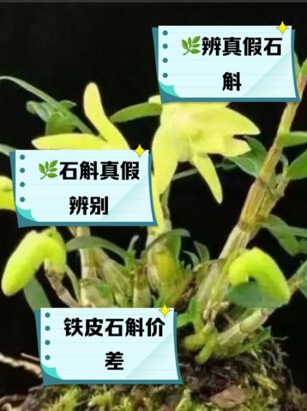 野生石斛图片_如何辨别真假-第1张图片-山城妙识 野生石斛图片_如何辨别真假-第1张图片-山城妙识