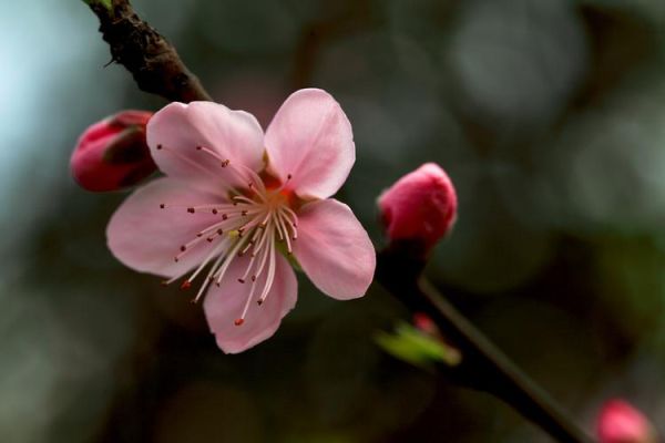 桃花图片大全大图_如何拍摄桃花特写-第3张图片-山城妙识