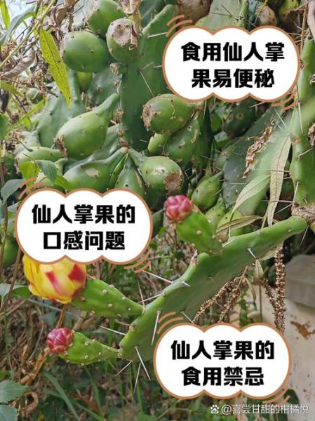 仙人掌果怎么吃_仙人掌果的正确吃法-第3张图片-山城妙识