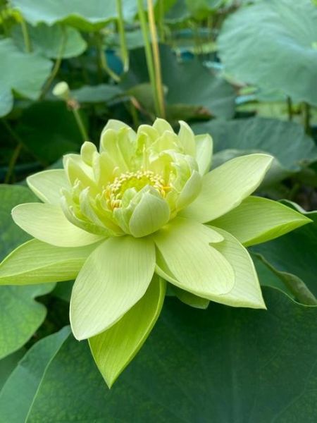 莲花图片唯美_如何拍出仙气感-第3张图片-山城妙识