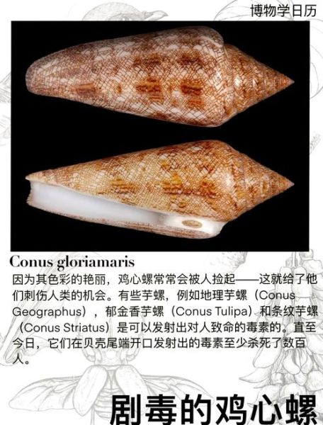 十大有毒螺有哪些_毒性排名-第3张图片-山城妙识