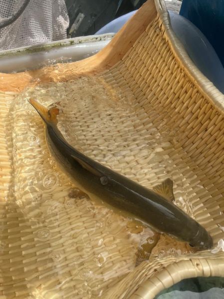 雅鱼多少钱一斤_雅鱼价格为什么差别大-第2张图片-山城妙识 雅鱼多少钱一斤_雅鱼价格为什么差别大-第2张图片-山城妙识