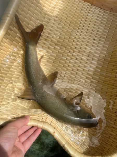 雅鱼多少钱一斤_雅鱼价格为什么差别大-第1张图片-山城妙识 雅鱼多少钱一斤_雅鱼价格为什么差别大-第1张图片-山城妙识