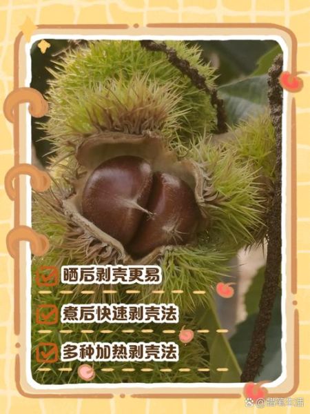 板栗子怎么快速去壳_生板栗去壳最简便方法-第2张图片-山城妙识