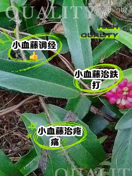 血藤图片_血藤的功效与作用-第3张图片-山城妙识 血藤图片_血藤的功效与作用-第3张图片-山城妙识