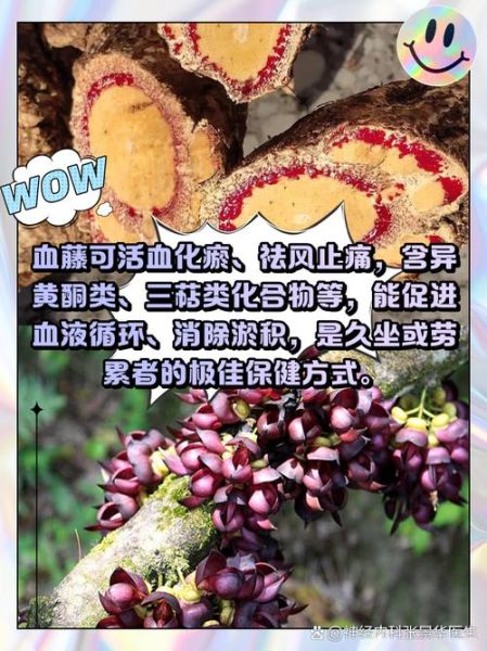 血藤图片_血藤的功效与作用-第2张图片-山城妙识 血藤图片_血藤的功效与作用-第2张图片-山城妙识