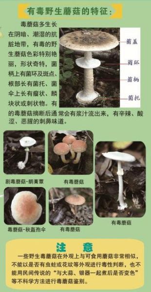 草蘑菇图片_如何辨别有毒品种-第2张图片-山城妙识 草蘑菇图片_如何辨别有毒品种-第2张图片-山城妙识