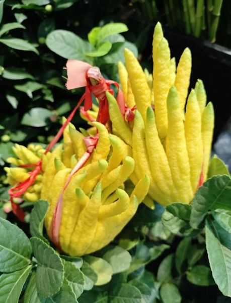 佛手花的功效与作用_佛手花的禁忌有哪些-第1张图片-山城妙识