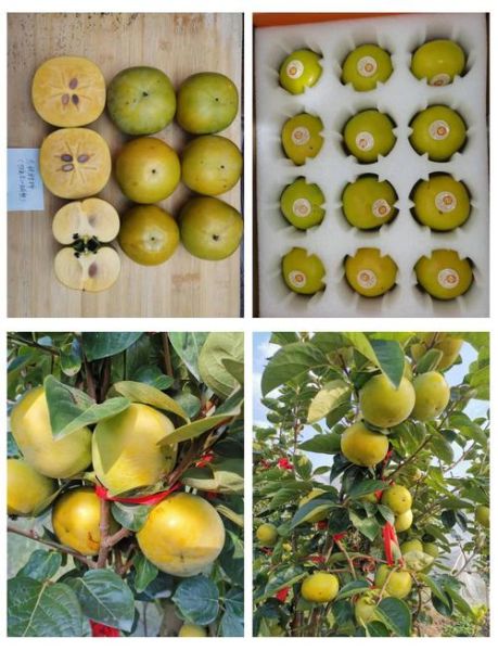 秋天成熟的水果有哪些_如何挑选最甜的秋果-第2张图片-山城妙识