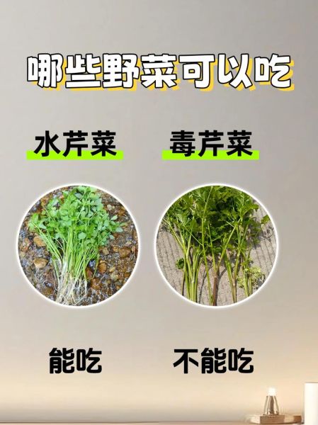 常吃野菜有哪些好处_如何辨别可食用野菜-第3张图片-山城妙识
