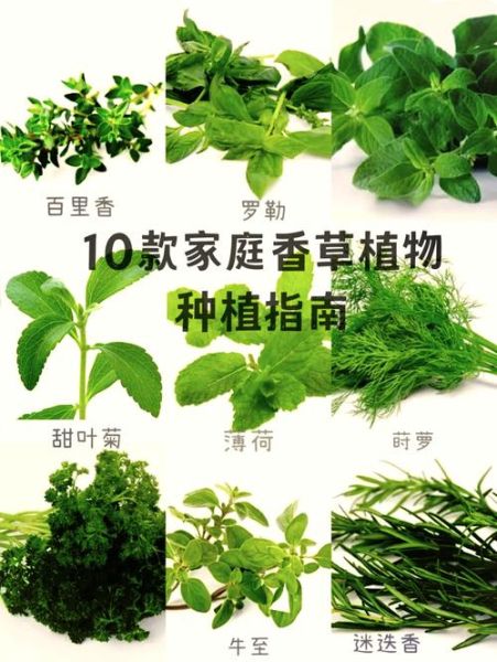 十大香草有哪些_如何在家种植十大香草-第1张图片-山城妙识