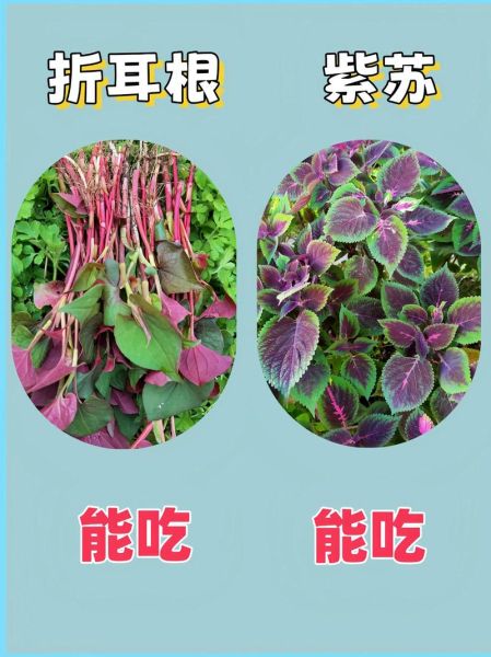 常吃野菜有哪些好处_如何辨别可食用野菜-第2张图片-山城妙识