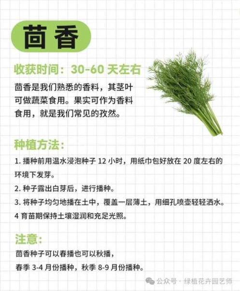 十大香草有哪些_如何在家种植十大香草-第2张图片-山城妙识