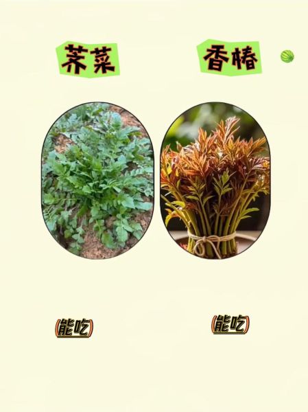 常吃野菜有哪些好处_如何辨别可食用野菜-第1张图片-山城妙识