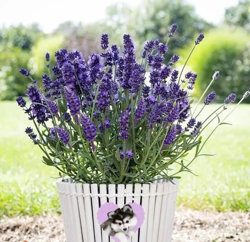 十大香草有哪些_如何在家种植十大香草-第3张图片-山城妙识