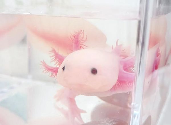 六角龙鱼怎么养_六角龙鱼图片大全-第3张图片-山城妙识