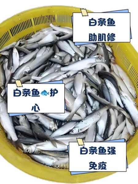 白条鱼为什么容易死_白条鱼死亡原因-第3张图片-山城妙识