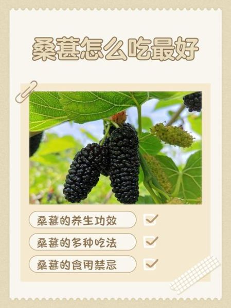 桑葚一天吃多少粒最好_吃多了会怎样-第1张图片-山城妙识 桑葚一天吃多少粒最好_吃多了会怎样-第1张图片-山城妙识