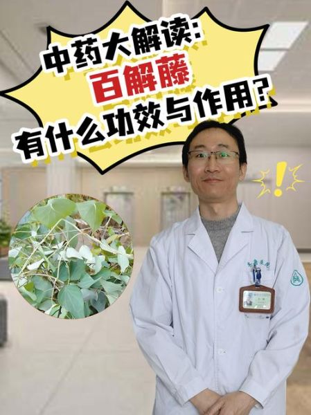 解百毒的中药有哪些_解百毒的中药怎么用-第2张图片-山城妙识