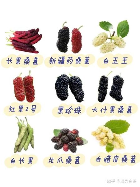 桑葚一天吃多少粒最好_吃多了会怎样-第3张图片-山城妙识 桑葚一天吃多少粒最好_吃多了会怎样-第3张图片-山城妙识