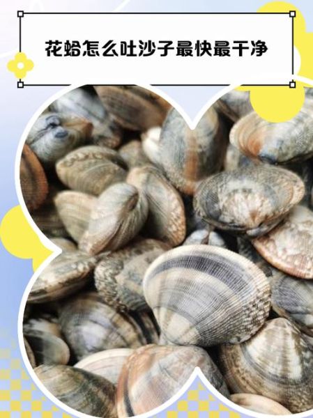 蛤蜊怎么吐沙_蛤蜊吐沙最快的方法-第2张图片-山城妙识 蛤蜊怎么吐沙_蛤蜊吐沙最快的方法-第2张图片-山城妙识
