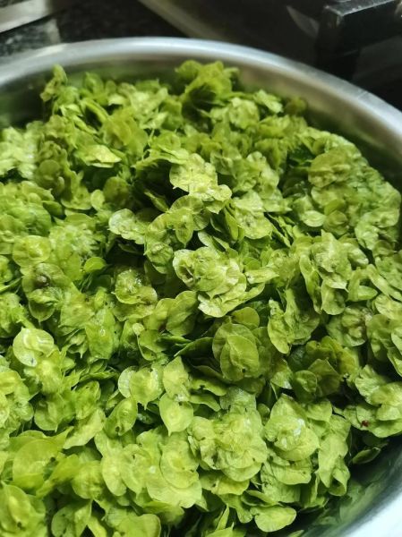 晒干的榆钱怎么吃_榆钱干保存多久还能吃-第1张图片-山城妙识 晒干的榆钱怎么吃_榆钱干保存多久还能吃-第1张图片-山城妙识