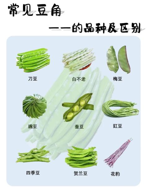 豆角品种图片大全_豆角品种怎么区分-第1张图片-山城妙识 豆角品种图片大全_豆角品种怎么区分-第1张图片-山城妙识