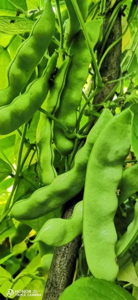 豆角品种图片大全_豆角品种怎么区分-第3张图片-山城妙识 豆角品种图片大全_豆角品种怎么区分-第3张图片-山城妙识