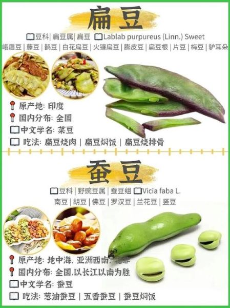 豆角品种图片大全_豆角品种怎么区分-第2张图片-山城妙识 豆角品种图片大全_豆角品种怎么区分-第2张图片-山城妙识