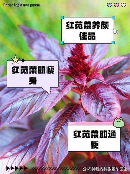 吃苋菜有什么好处和坏处_苋菜吃多了会伤肾吗-第3张图片-山城妙识 吃苋菜有什么好处和坏处_苋菜吃多了会伤肾吗-第3张图片-山城妙识