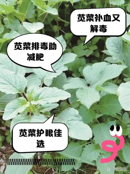 吃苋菜有什么好处和坏处_苋菜吃多了会伤肾吗-第2张图片-山城妙识 吃苋菜有什么好处和坏处_苋菜吃多了会伤肾吗-第2张图片-山城妙识