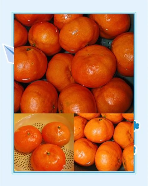 陈皮怎么做_可以自己做吗-第3张图片-山城妙识 陈皮怎么做_可以自己做吗-第3张图片-山城妙识