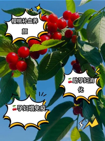 孕妇能吃樱桃吗_孕妇吃樱桃的好处与禁忌-第2张图片-山城妙识