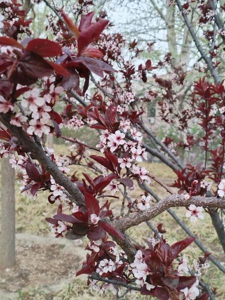 紫叶李图片大全_紫叶李什么时候开花-第1张图片-山城妙识