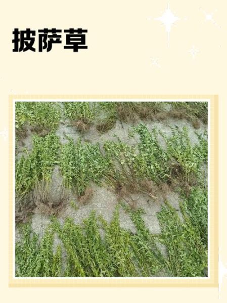 披萨草放和不放的区别_披萨草要不要放-第1张图片-山城妙识