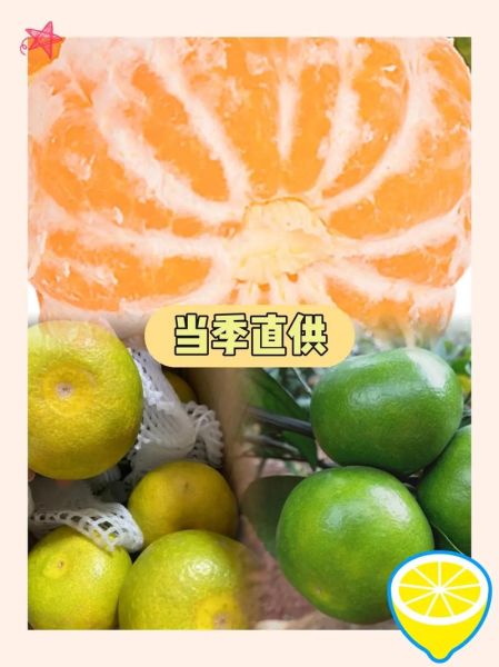 青桔子的功效与作用_青桔子能减肥吗-第3张图片-山城妙识 青桔子的功效与作用_青桔子能减肥吗-第3张图片-山城妙识