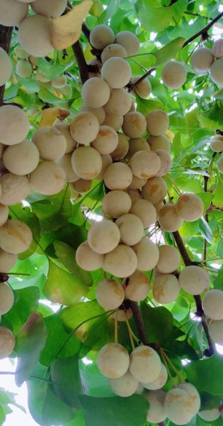 白果是什么树的果实_白果与银杏果区别-第1张图片-山城妙识