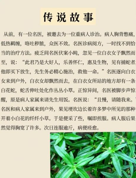 半枝莲白花蛇舌草治癌症秘方_真的有效吗-第1张图片-山城妙识