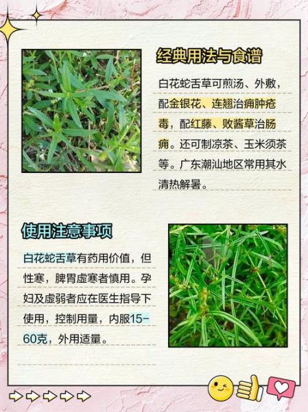 半枝莲白花蛇舌草治癌症秘方_真的有效吗-第2张图片-山城妙识