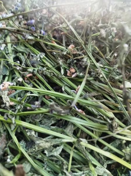 半枝莲白花蛇舌草治癌症秘方_真的有效吗-第3张图片-山城妙识