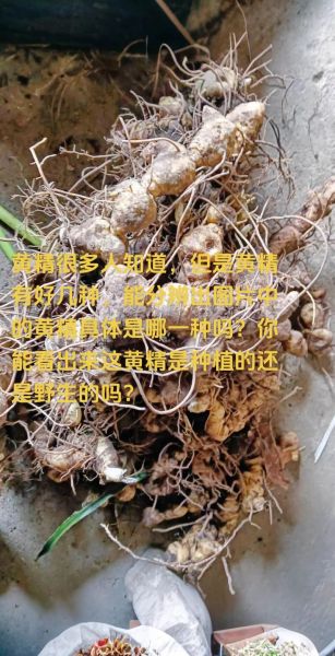 黄精不适合哪些人吃_黄精禁忌人群有哪些-第1张图片-山城妙识