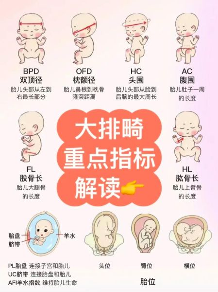 大排畸什么时候做最好_最佳孕周是多少-第2张图片-山城妙识