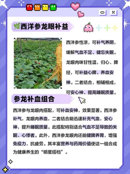 龙眼肉和西洋参一起蒸的功效_适合什么人吃-第1张图片-山城妙识 龙眼肉和西洋参一起蒸的功效_适合什么人吃-第1张图片-山城妙识