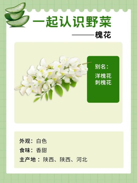 槐花和洋槐花的区别_槐花和洋槐花的区别有哪些-第1张图片-山城妙识 槐花和洋槐花的区别_槐花和洋槐花的区别有哪些-第1张图片-山城妙识