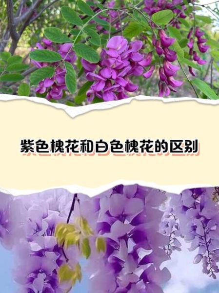 槐花和洋槐花的区别_槐花和洋槐花的区别有哪些-第2张图片-山城妙识 槐花和洋槐花的区别_槐花和洋槐花的区别有哪些-第2张图片-山城妙识