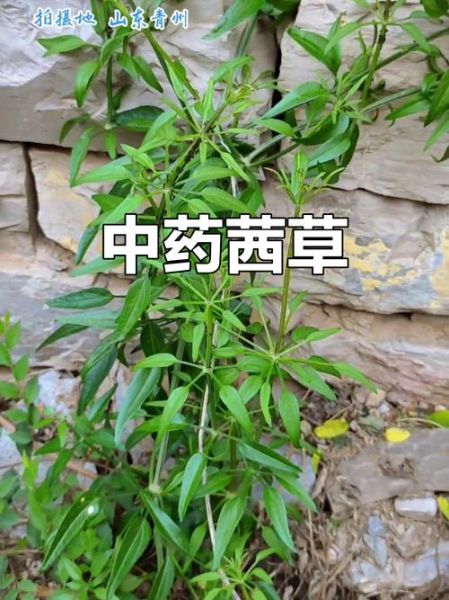 茜草图片大全_茜草长什么样-第1张图片-山城妙识 茜草图片大全_茜草长什么样-第1张图片-山城妙识